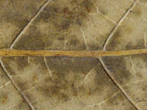 texture 0088 - Texturelib